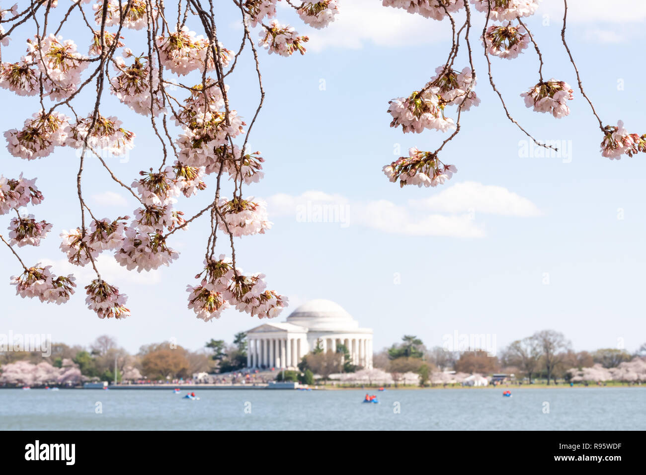Framing view on Tidal Basin water, spring, pink cherry blossoms ...