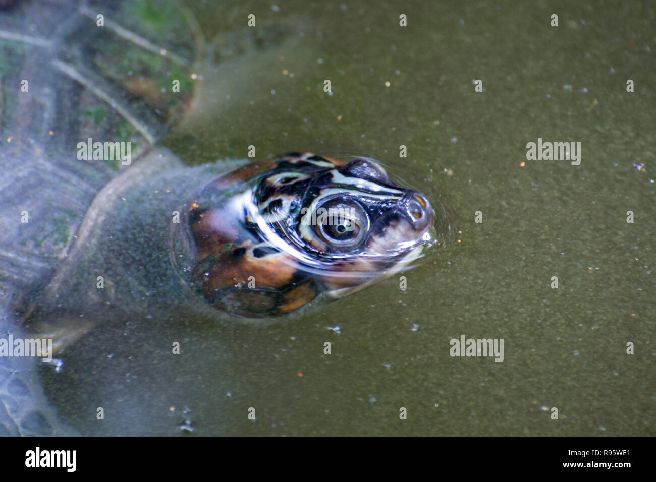 River turtle breathing Stock Photo - Alamy