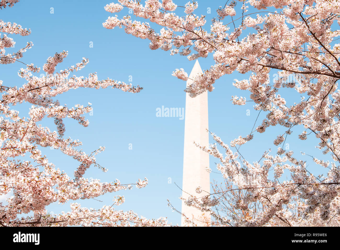 Framing view on George washington monument through cherry blossom ...