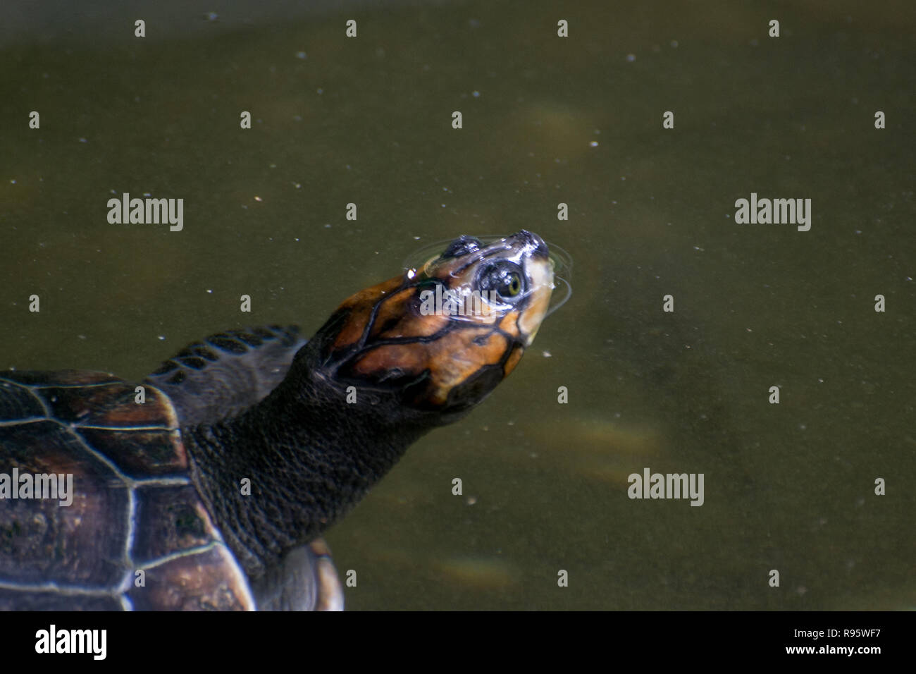 River turtle breathing Stock Photo - Alamy