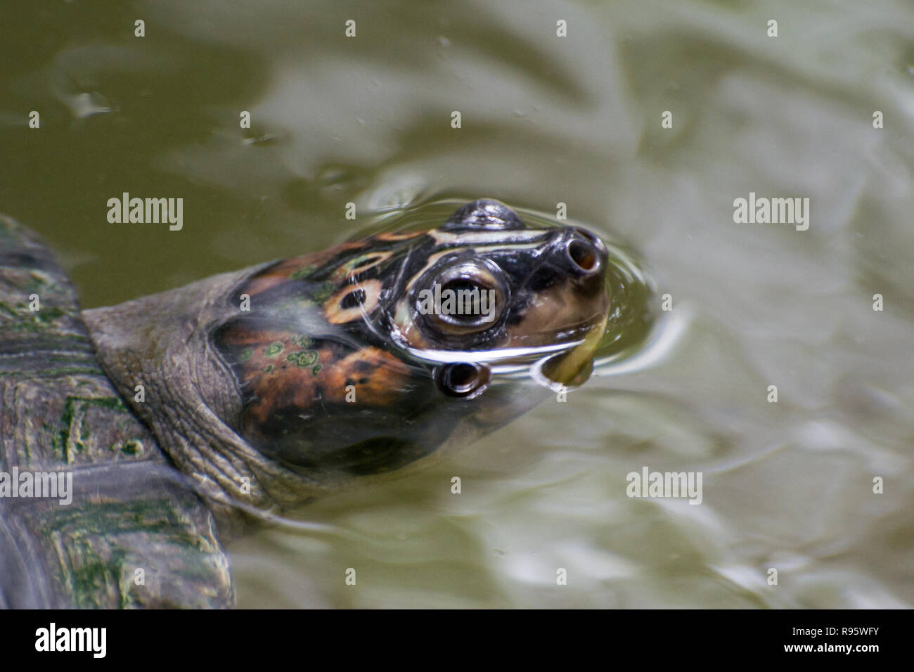 River turtle breathing Stock Photo - Alamy