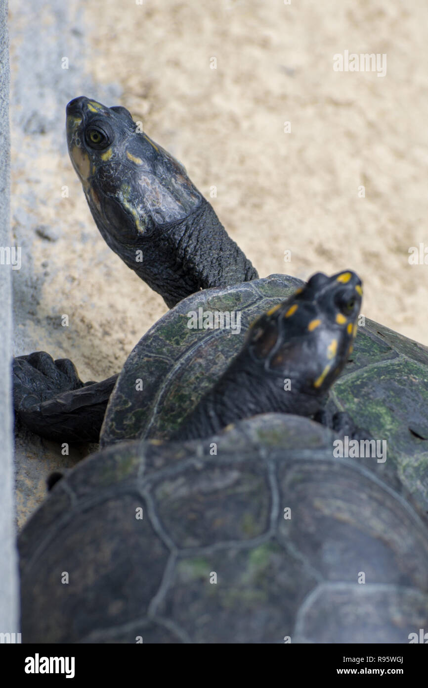 Brazilian river turtle close Stock Photo - Alamy