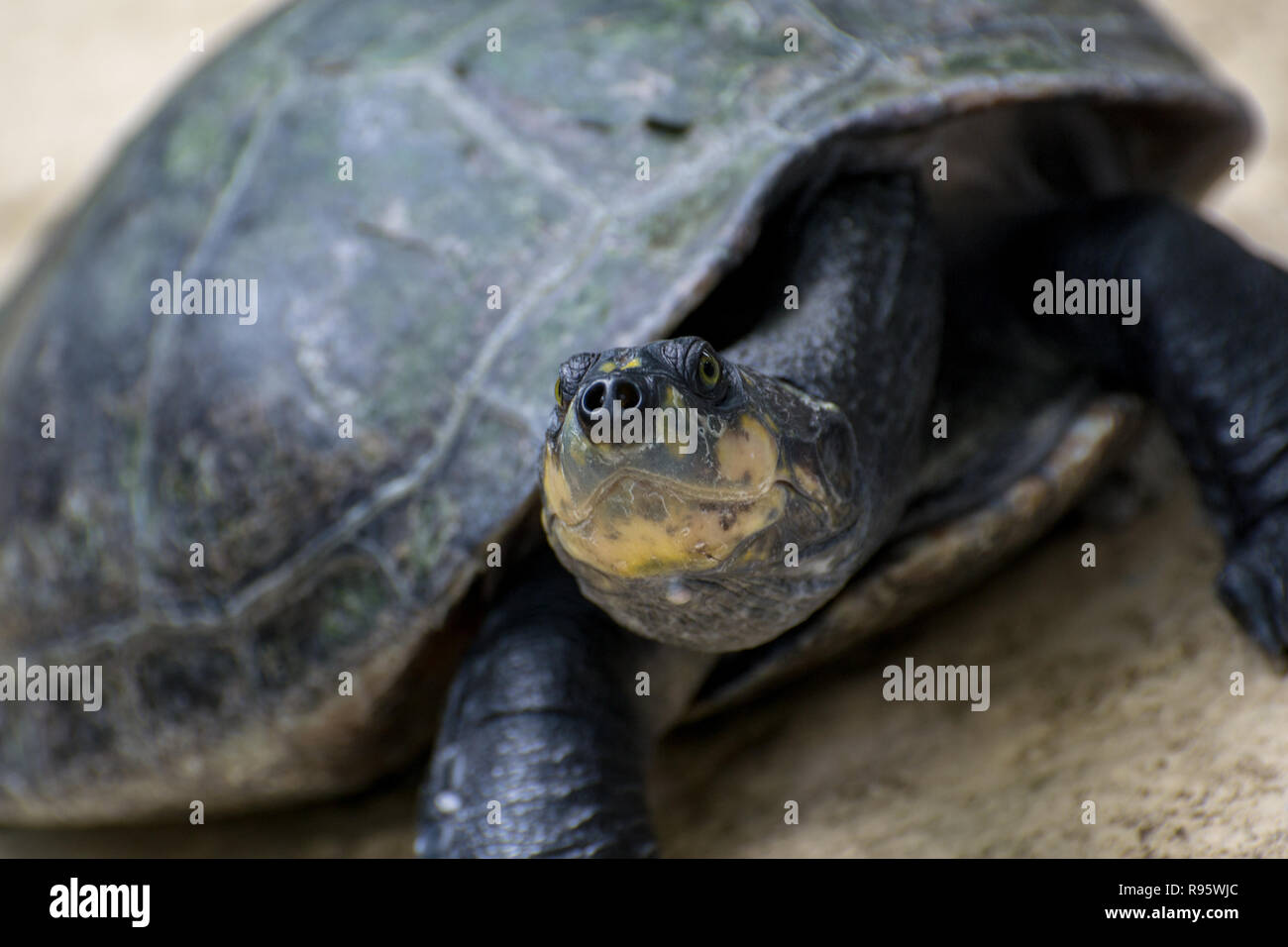 Brazilian river turtle close Stock Photo - Alamy