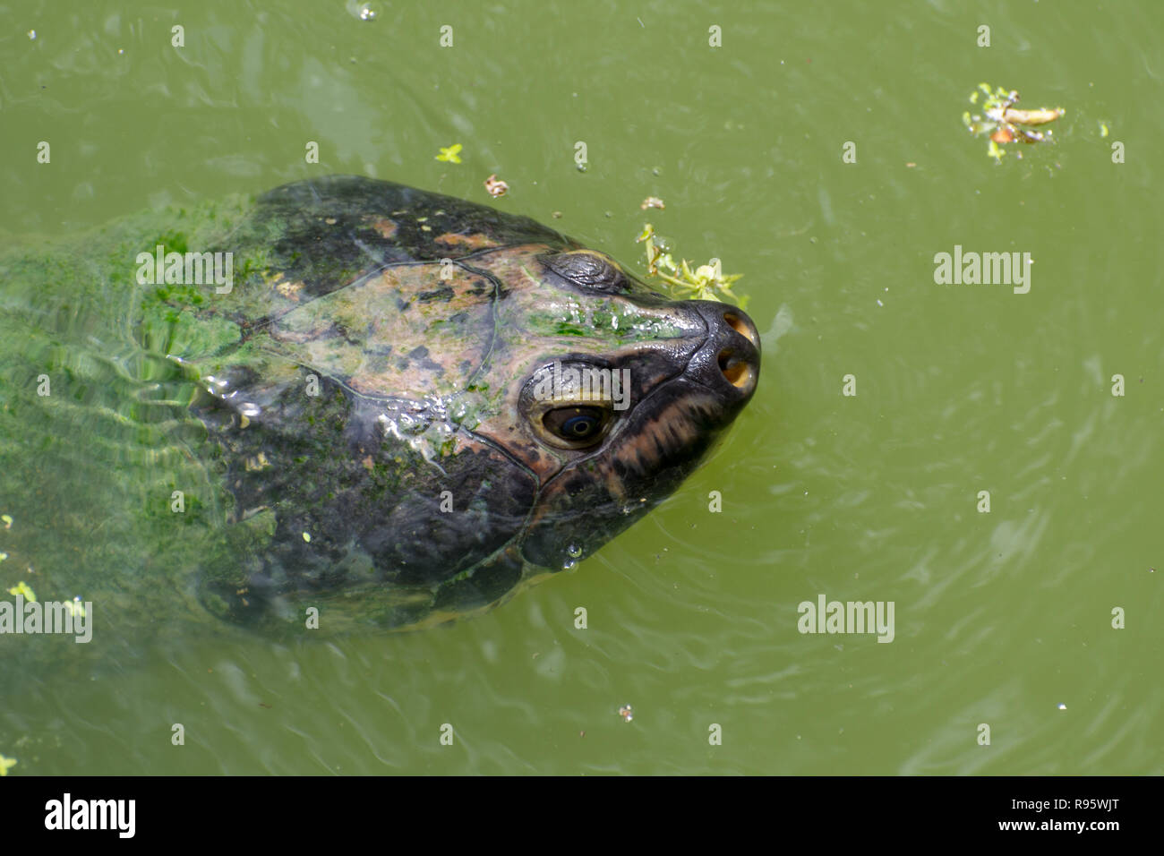 River turtle breathing Stock Photo - Alamy