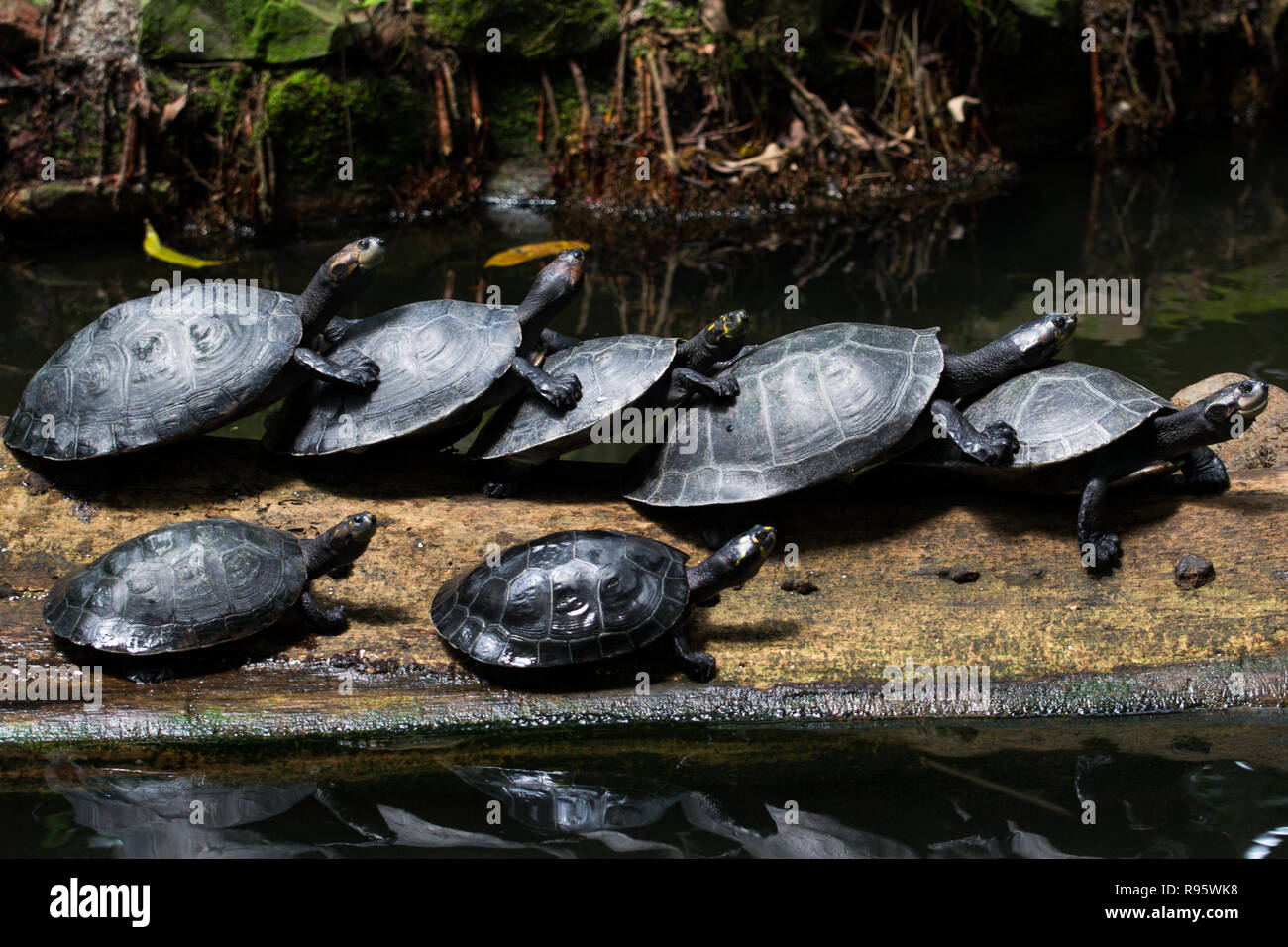 Multiple turtles in a row taking a sunbath Stock Photo - Alamy