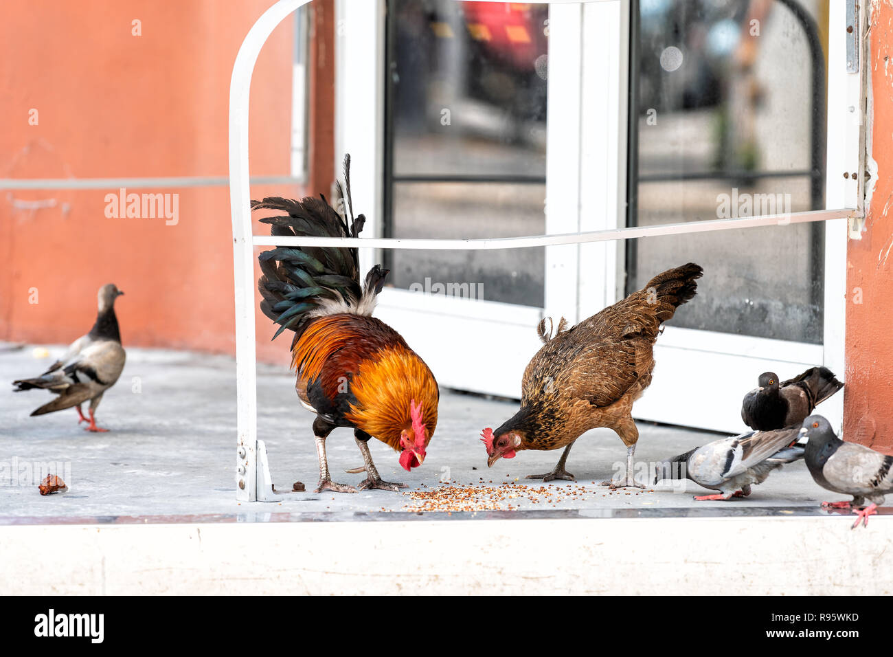 Colorful wildlife, wild, free range roaming rooster, female hen, many ...