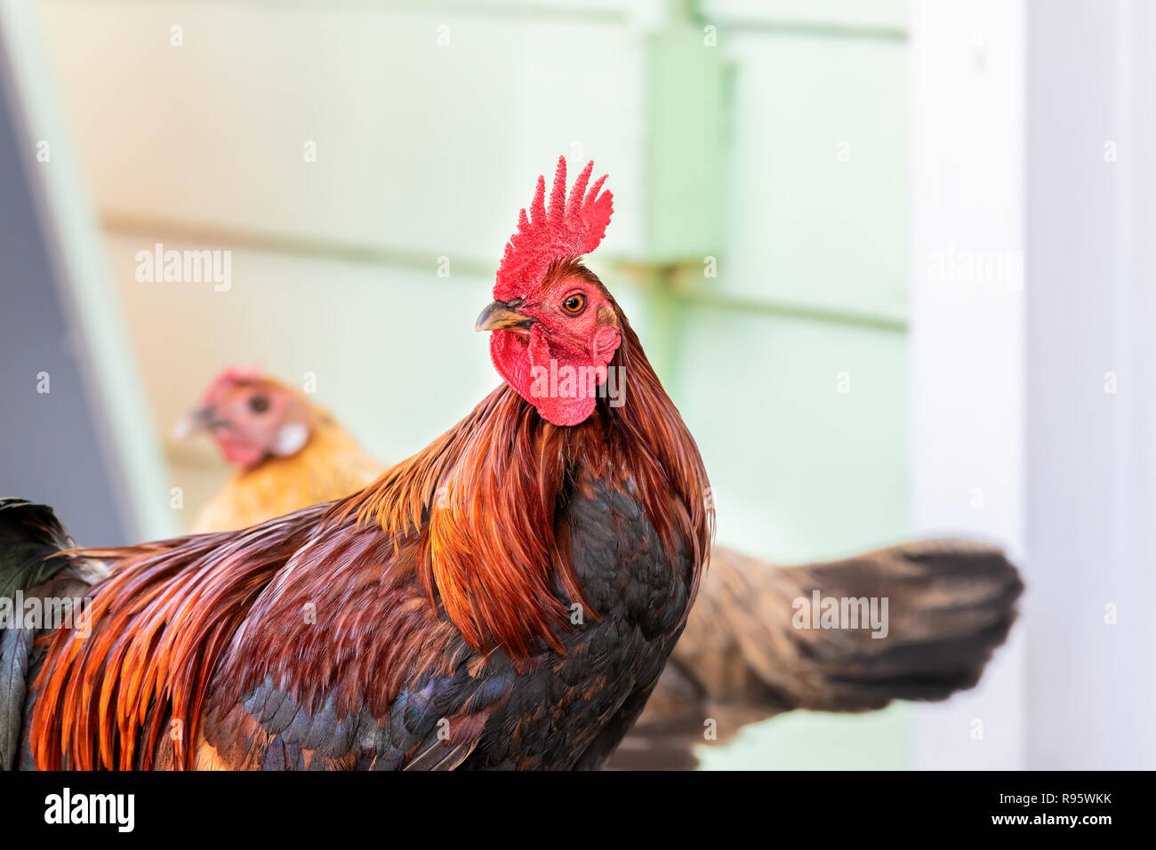 Key West, USA wild free range roaming rooster chicken, hen pair, two ...