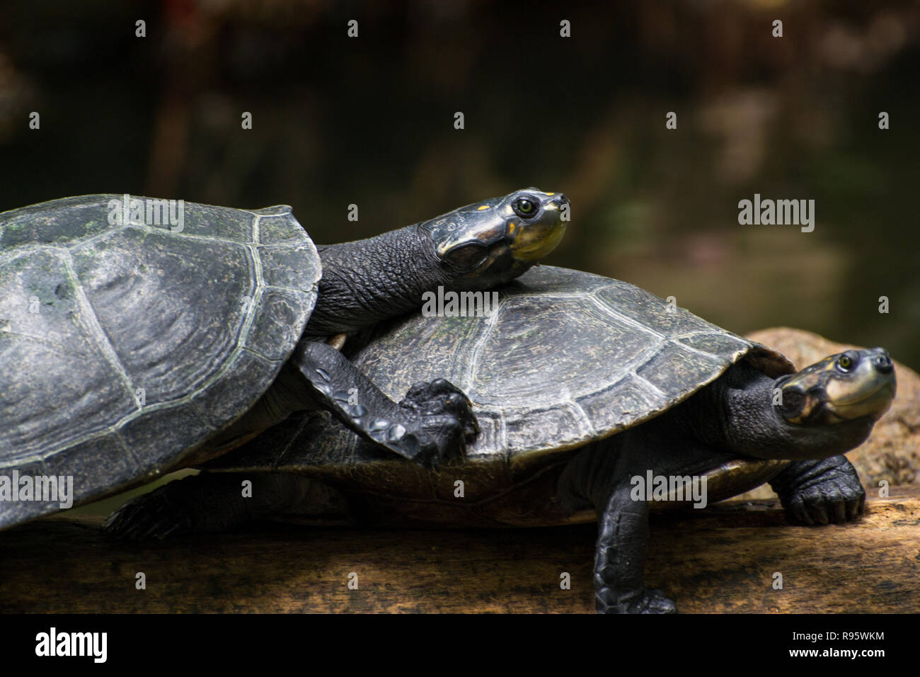 Turtle sunbath hi-res stock photography and images - Alamy