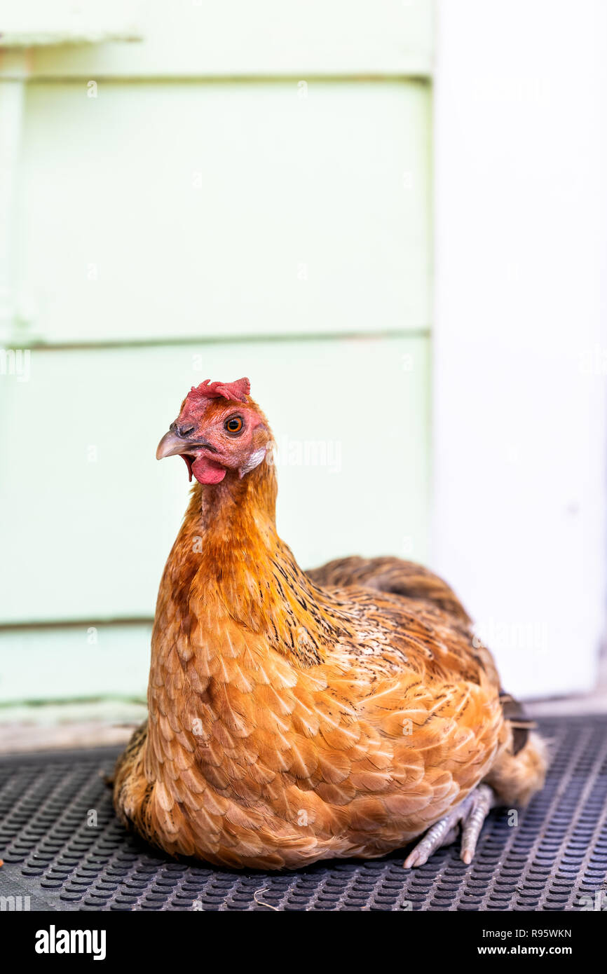 Chicken lying hi-res stock photography and images - Alamy