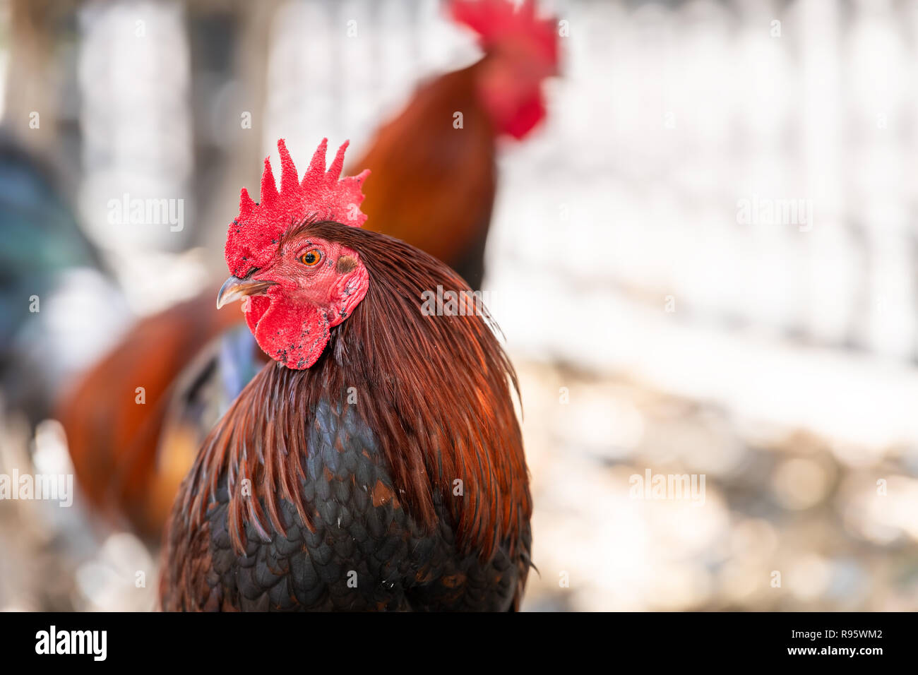 Closeup portrait of wild, free range, roaming one rooster, two roosters ...