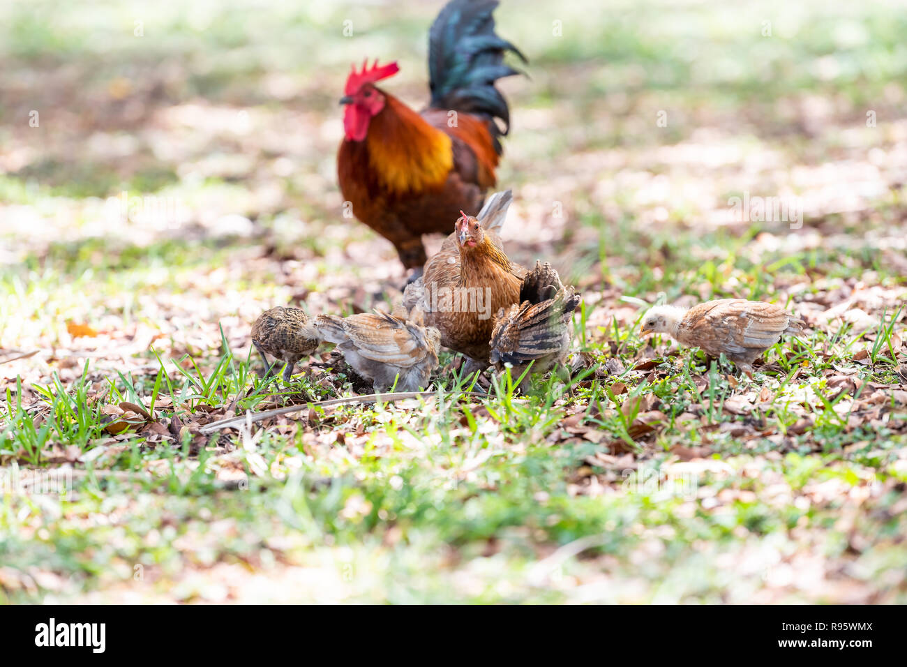 Family, two wild chickens pair rooster, hen family, wildlife with small ...