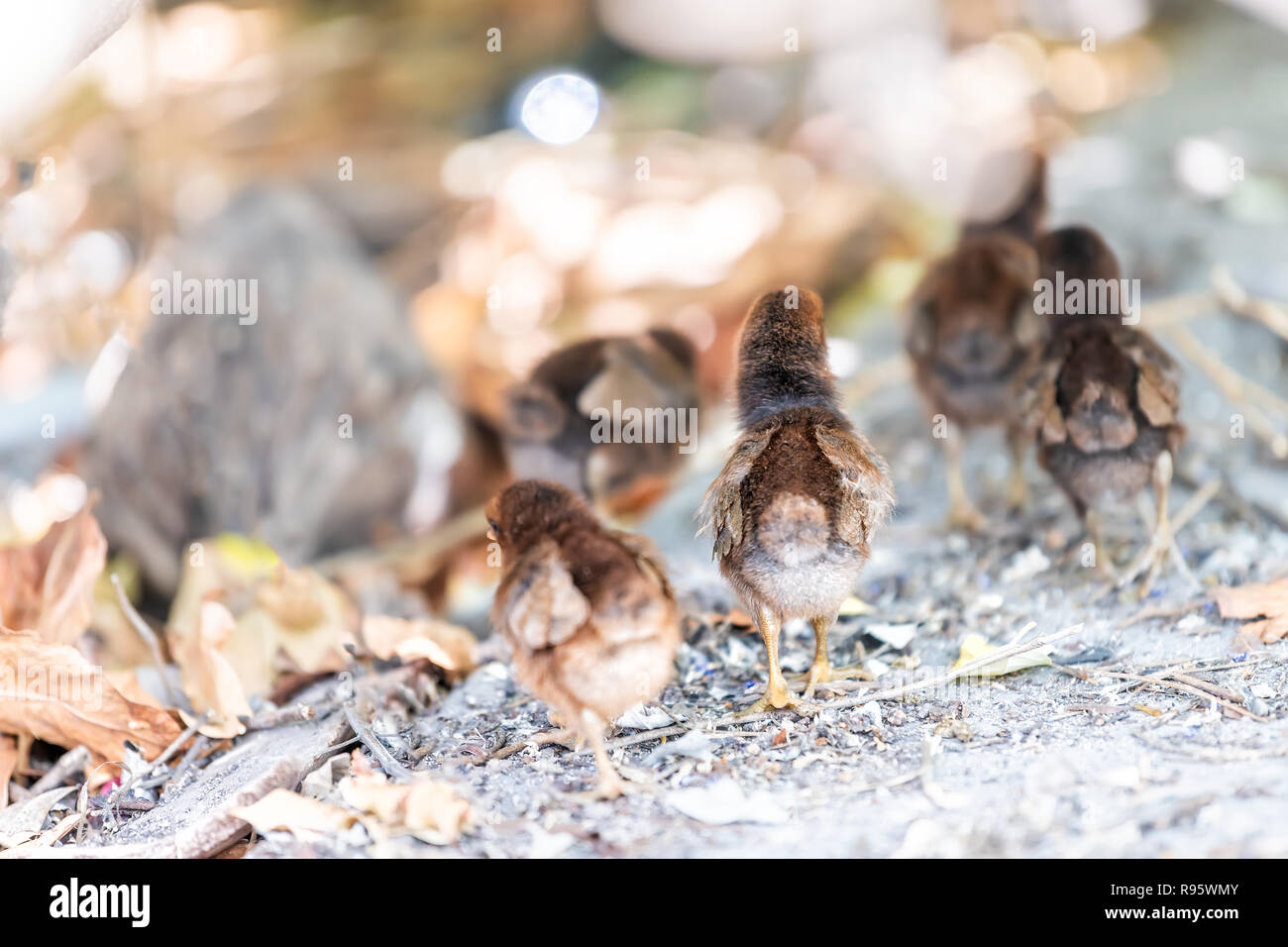 Chicken digging hi-res stock photography and images - Alamy