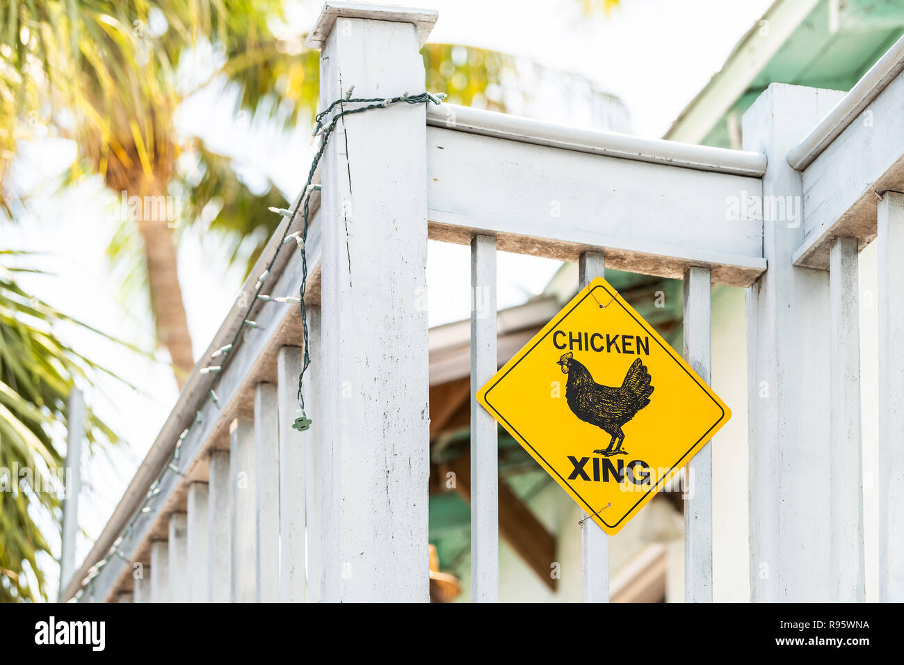 Yellow road, street, traffic caution warning sign with chicken, hen ...