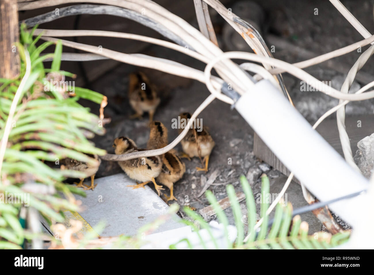 Wild chickens hi-res stock photography and images - Alamy