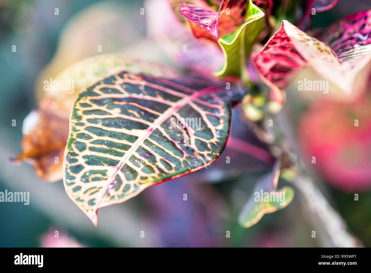 Closeup of multicolored, red, green, yellow, pink, vibrant, variegated ...