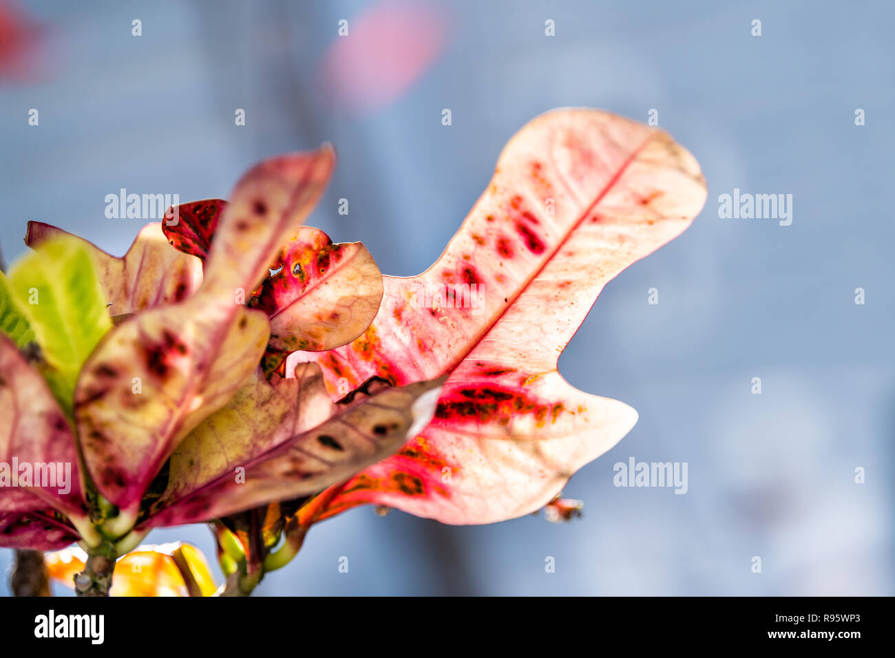 Closeup multicolored, red, green, yellow, pink, vibrant, variegated ...