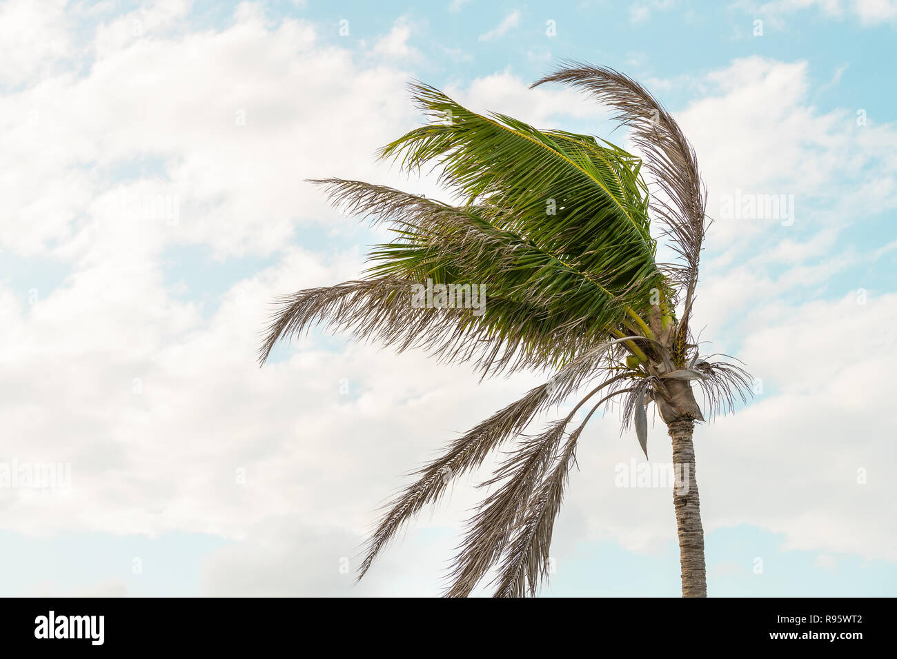 Coconut Palm Wind Blowing High Resolution Stock Photography and Images ...