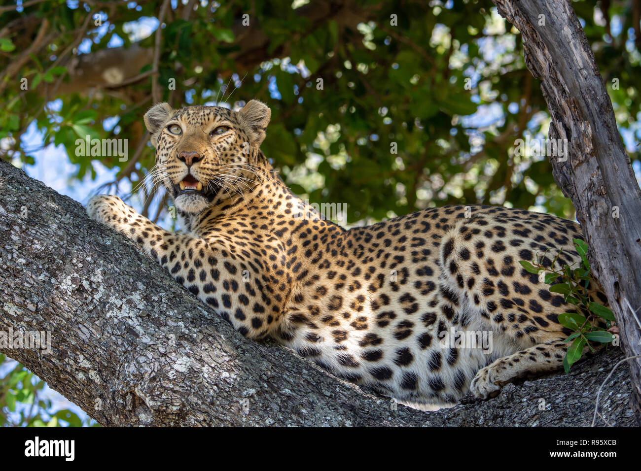 African leopard (Panthera pardus pardus) resting in tree in Botswana ...