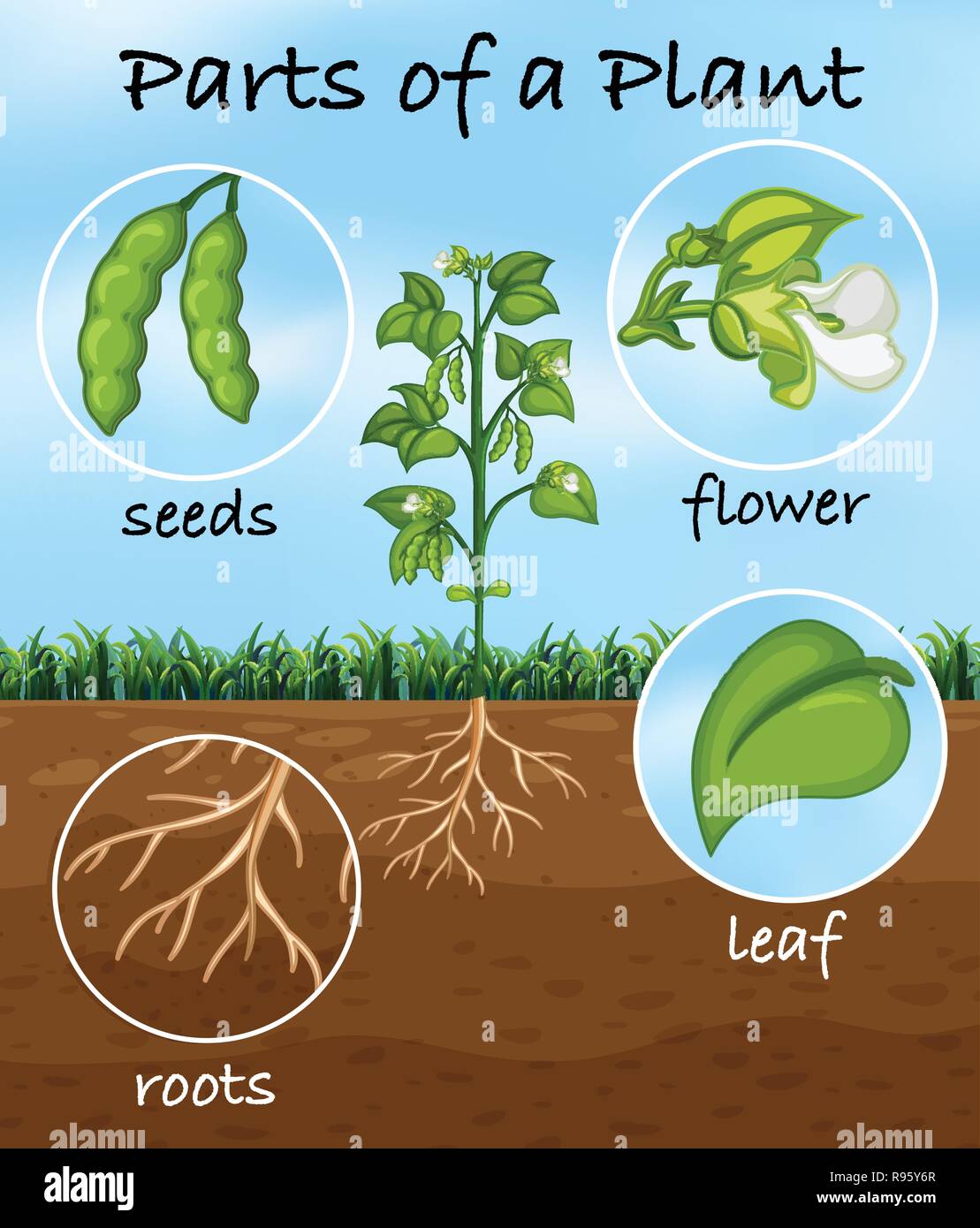 Parte De La Planta Del Clip Art Vista Superior De Un árbol En
