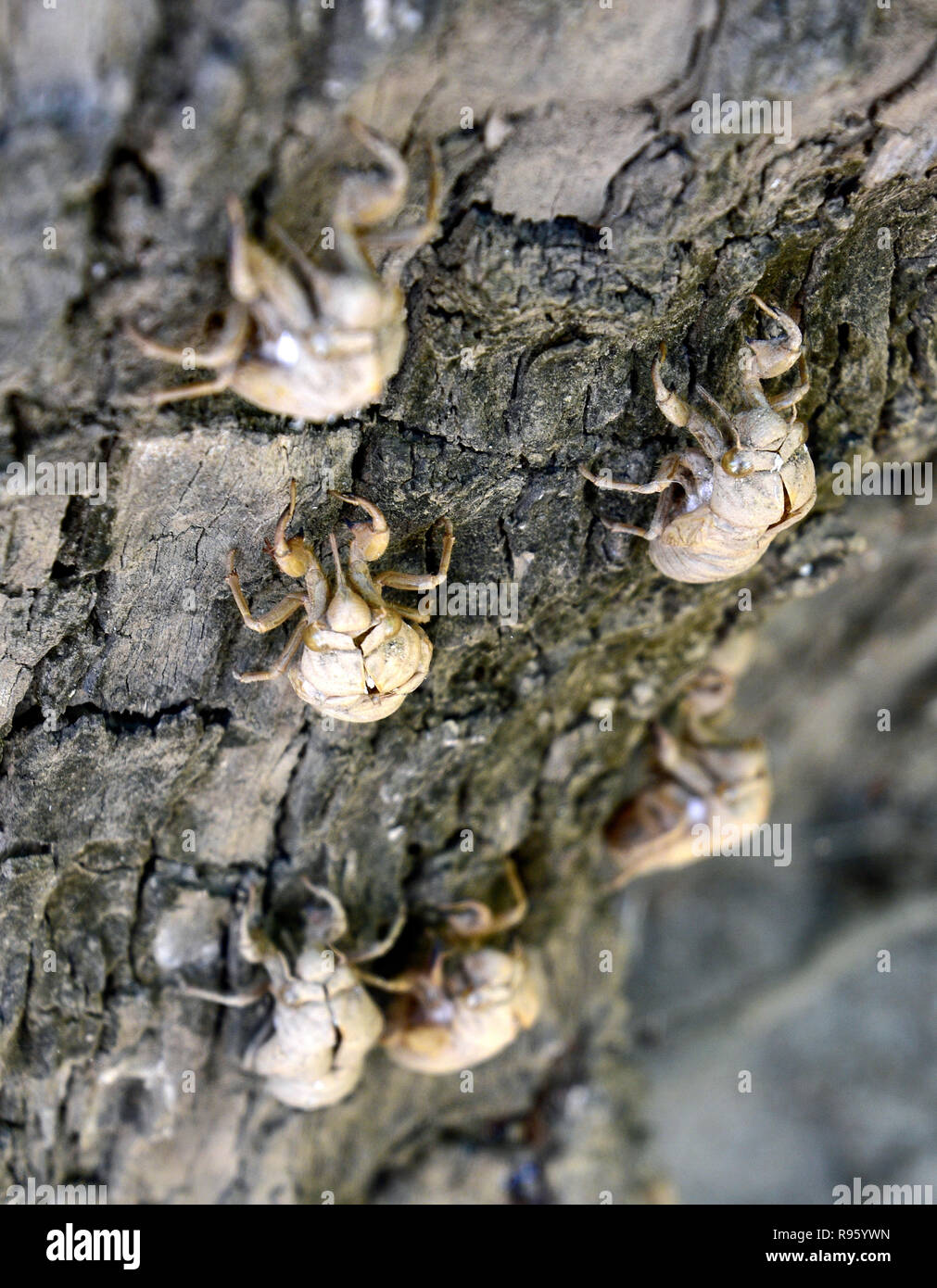 Australian cicadas hi-res stock photography and images - Alamy
