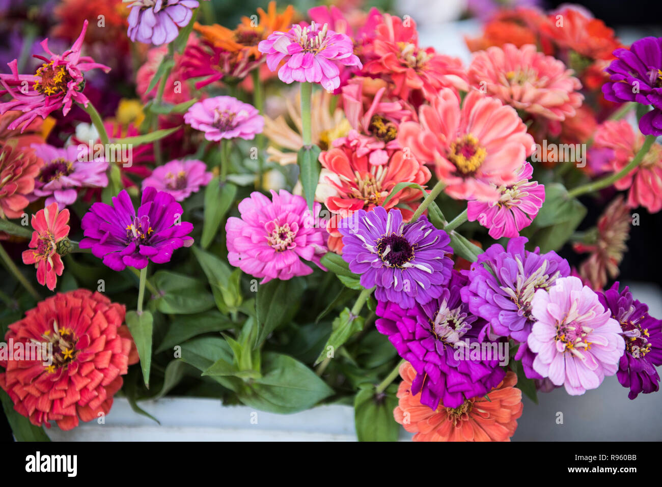 Beautiful flowers of different colors are seen in this photo. The ...
