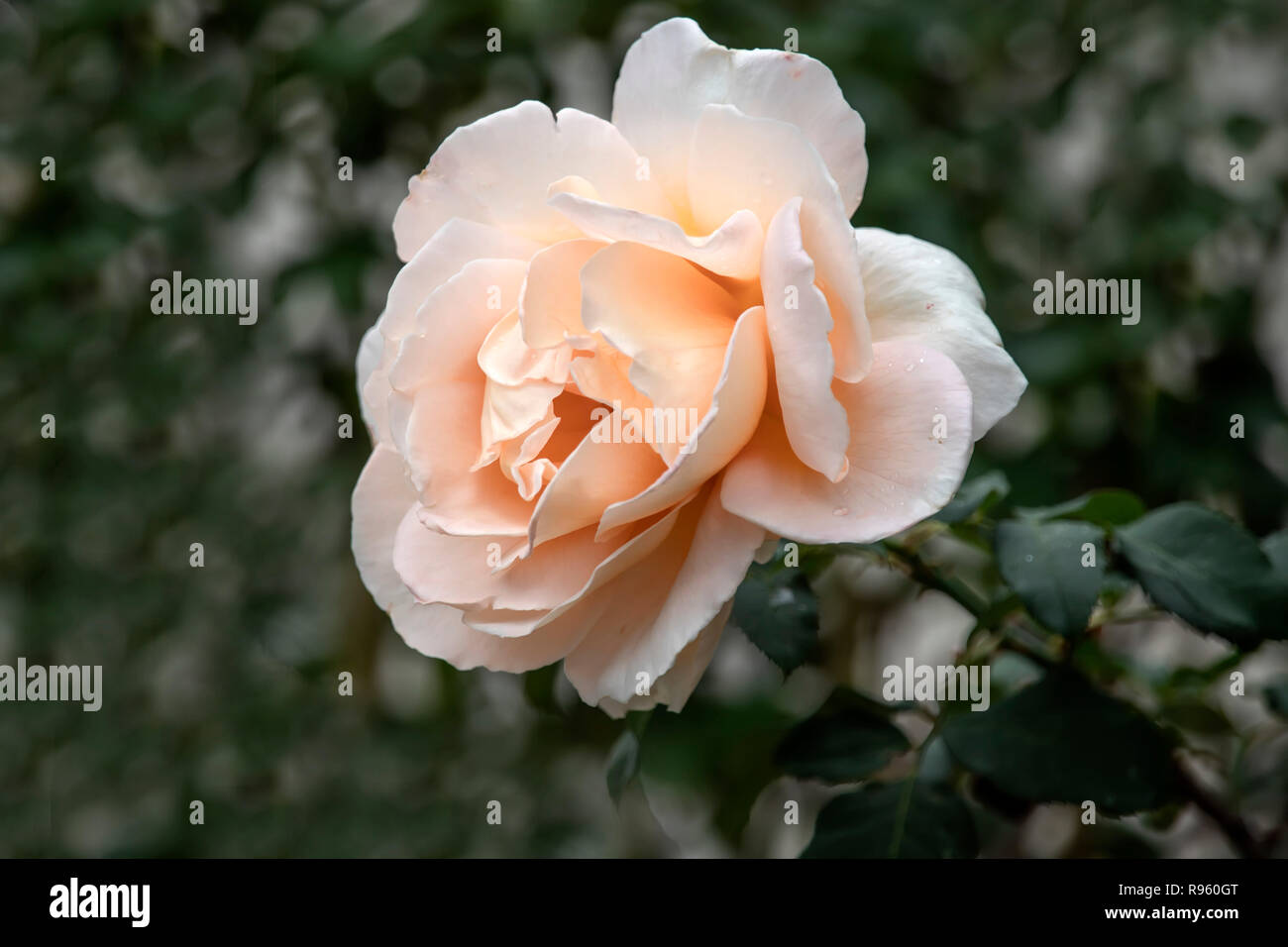 Cream rose hi-res stock photography and images - Alamy