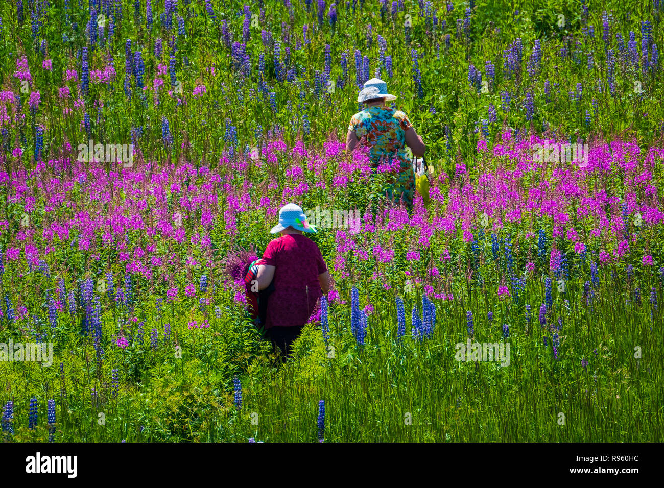 Gathering herbs herb garden hi-res stock photography and images - Alamy