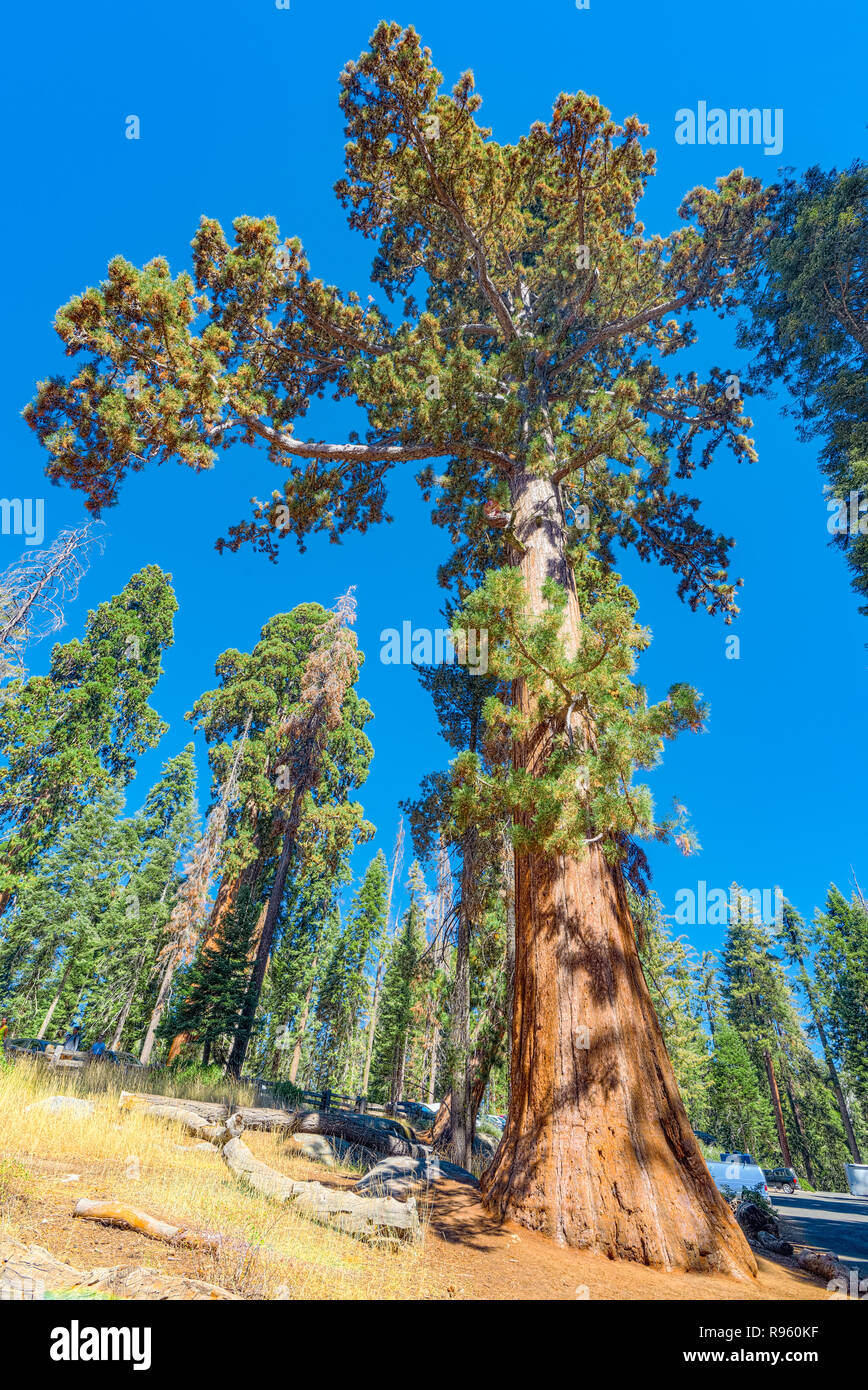 Forest of ancient sequoias in Yosemeti National Park. California. USA ...