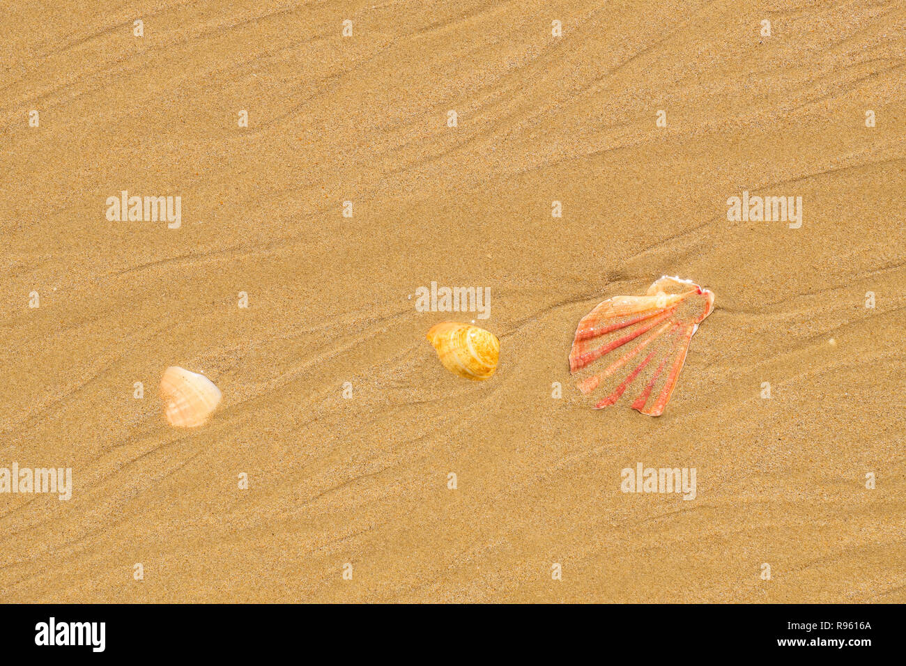 Shell on beach tide background hi-res stock photography and images - Alamy