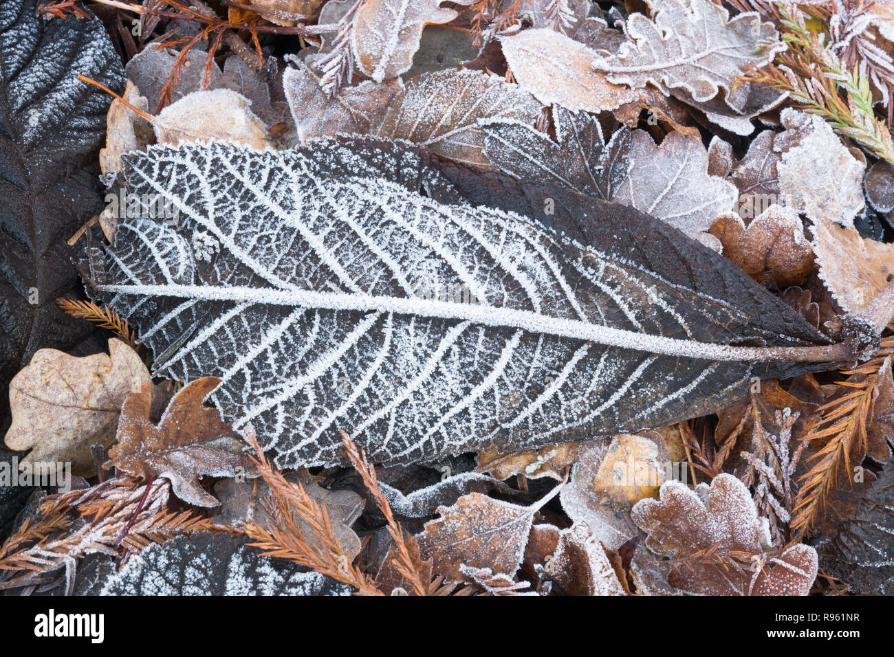 Frosted leaf hi-res stock photography and images - Alamy