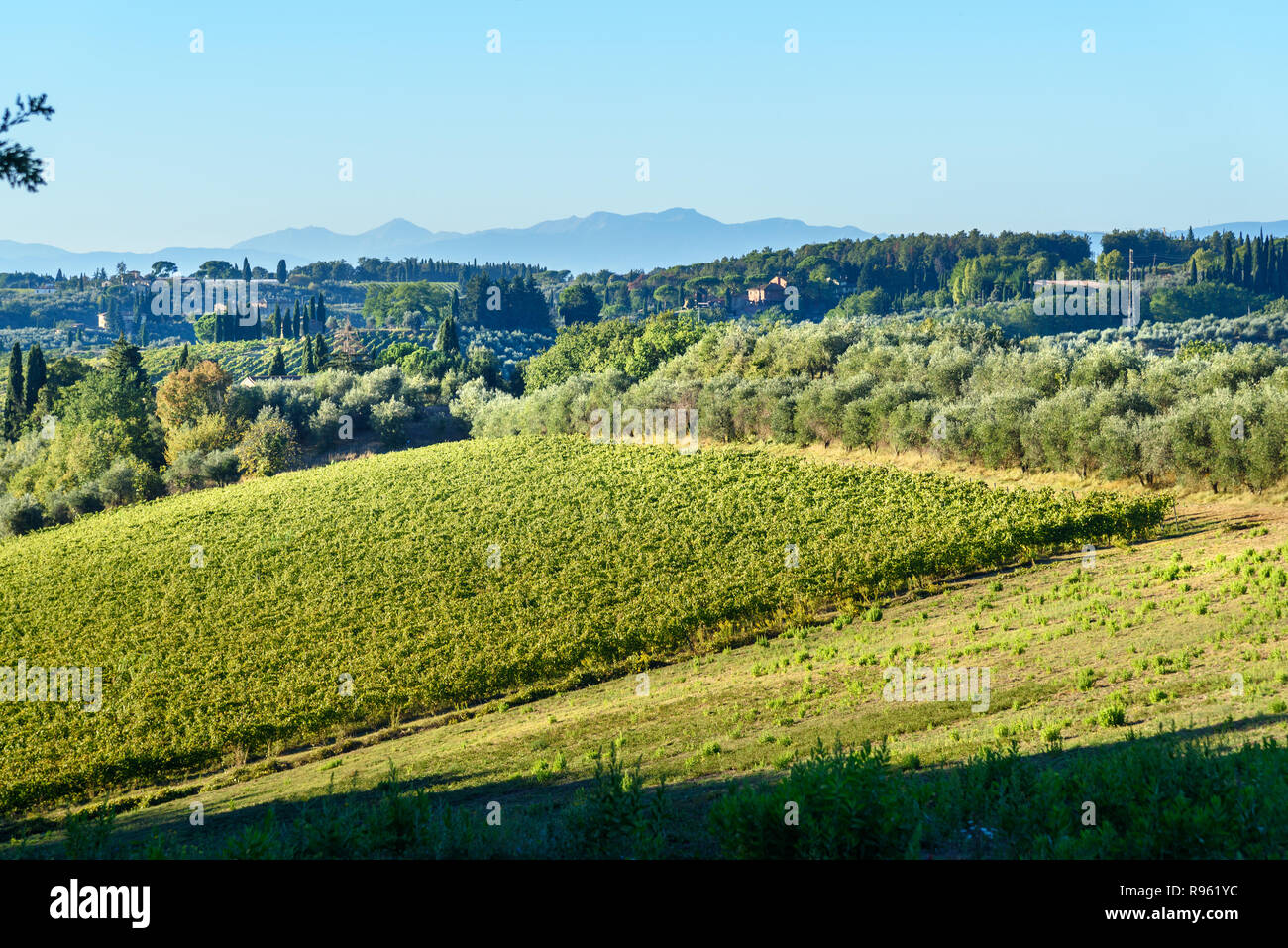 Vineyard in Chianti region. Tuscany landscape. Italy Stock Photo - Alamy