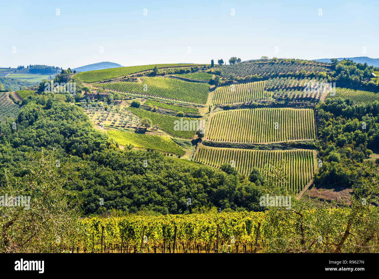 Vineyard in Passignano in Chianti region. Tuscany landscape. Italy ...