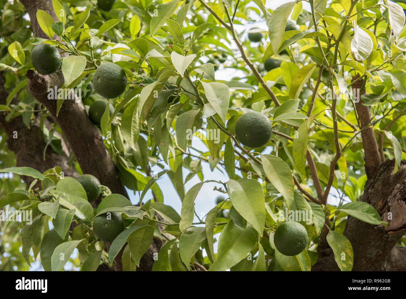 Closeup of a local fruit tree is seen on this picture. The lush green ...
