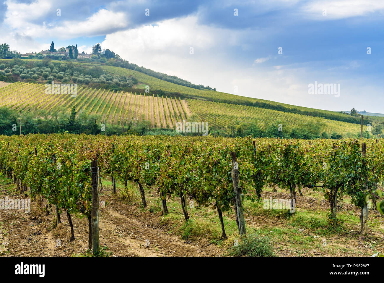 Vineyard in Chianti region in province of Siena. Tuscany landscape ...