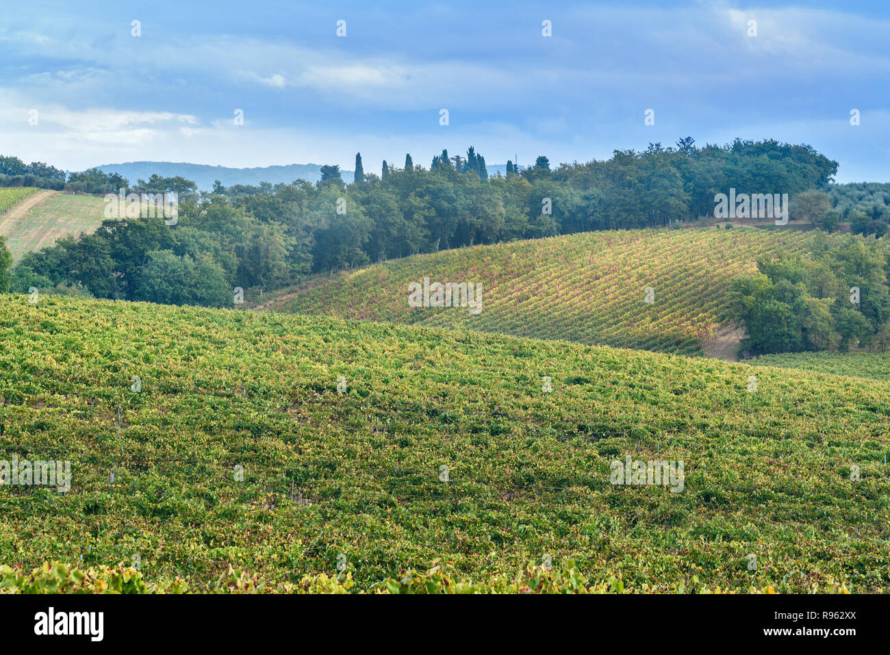 Vineyard in Chianti region in province of Siena. Tuscany landscape ...