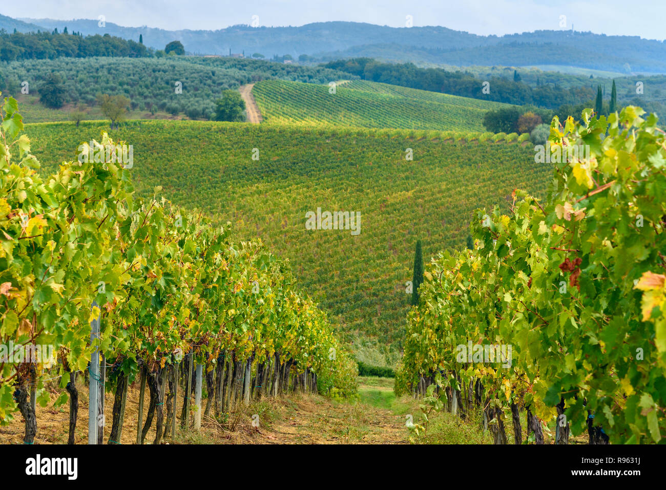 Vineyard in Chianti region in province of Siena. Tuscany landscape ...