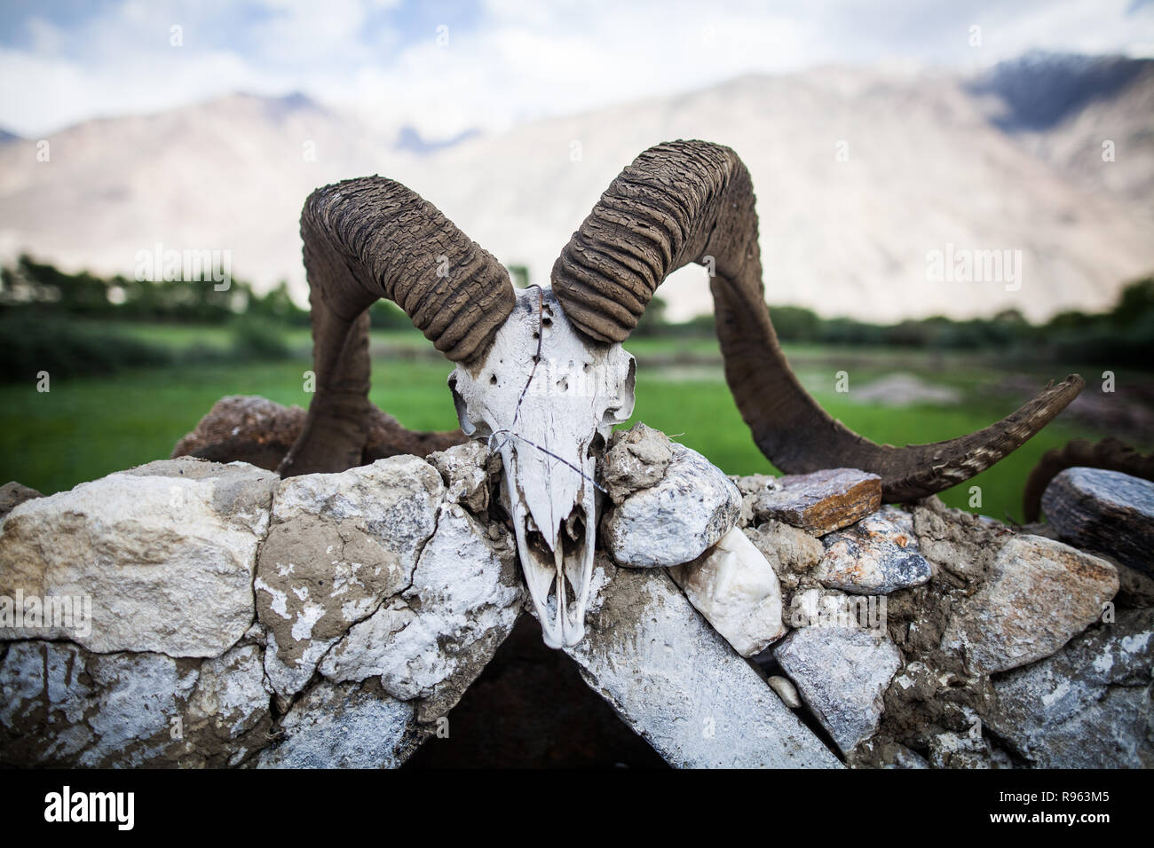 Color image of a wild goat skull with horns Stock Photo - Alamy