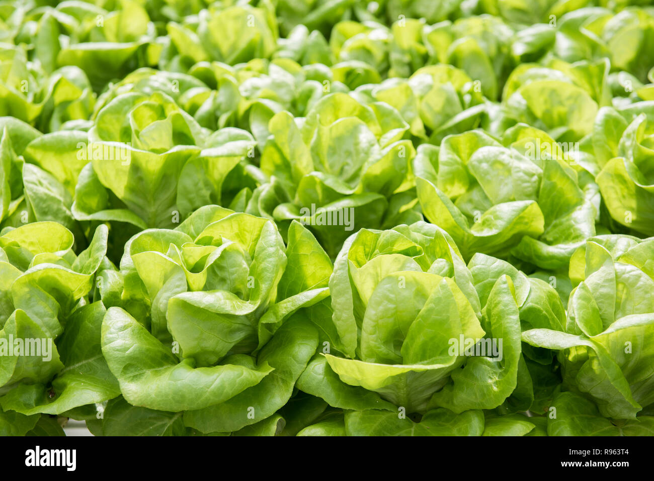 Image of lush green cabbage vegetation inside a Greenhouse farm. The ...