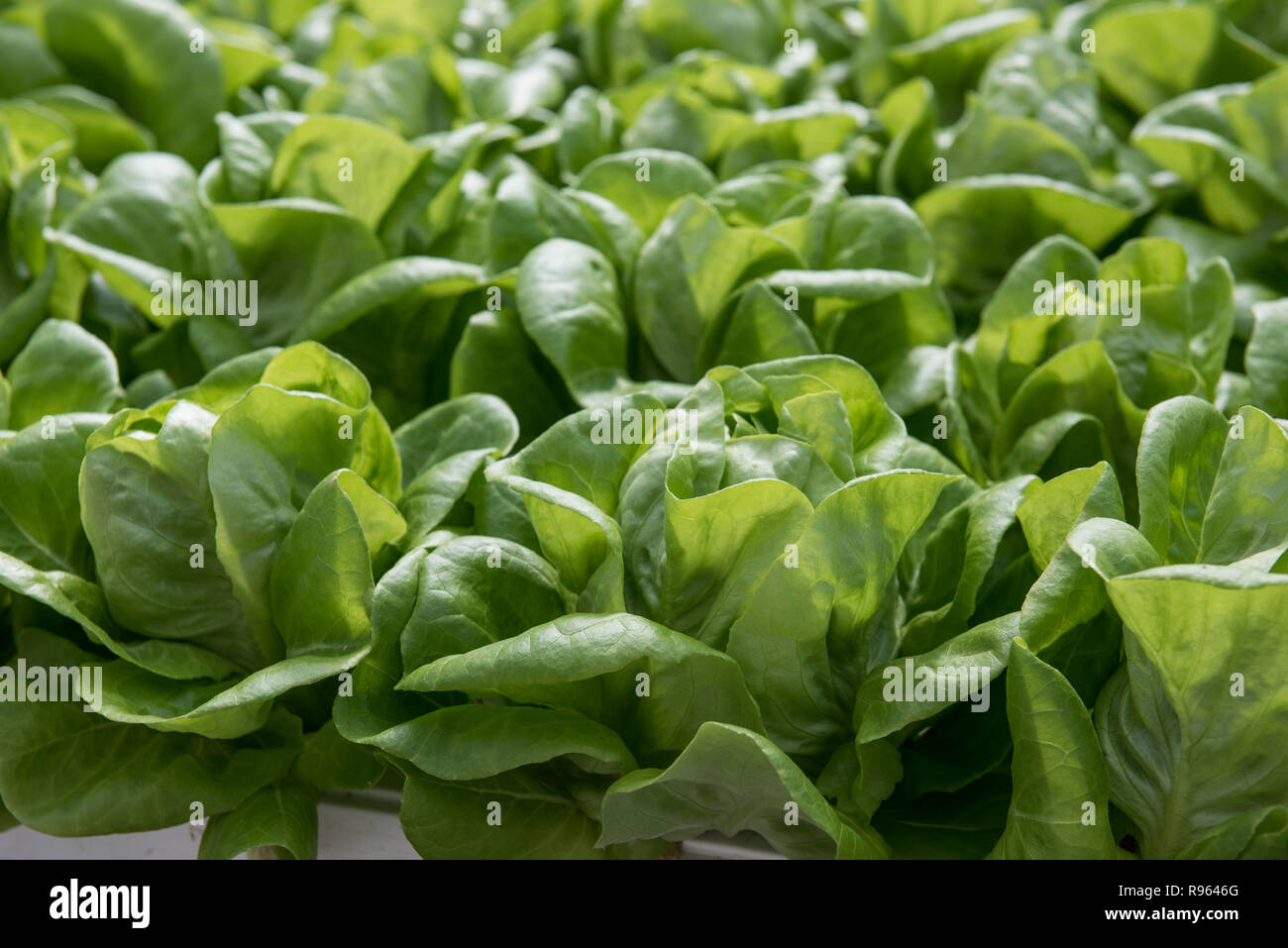 Image of lush green cabbage vegetation inside a Greenhouse farm. The ...