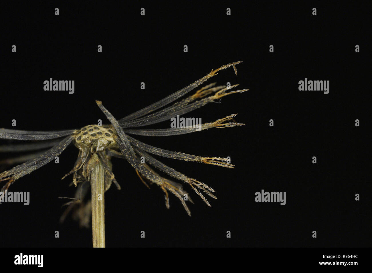 Sticktight hi-res stock photography and images - Alamy