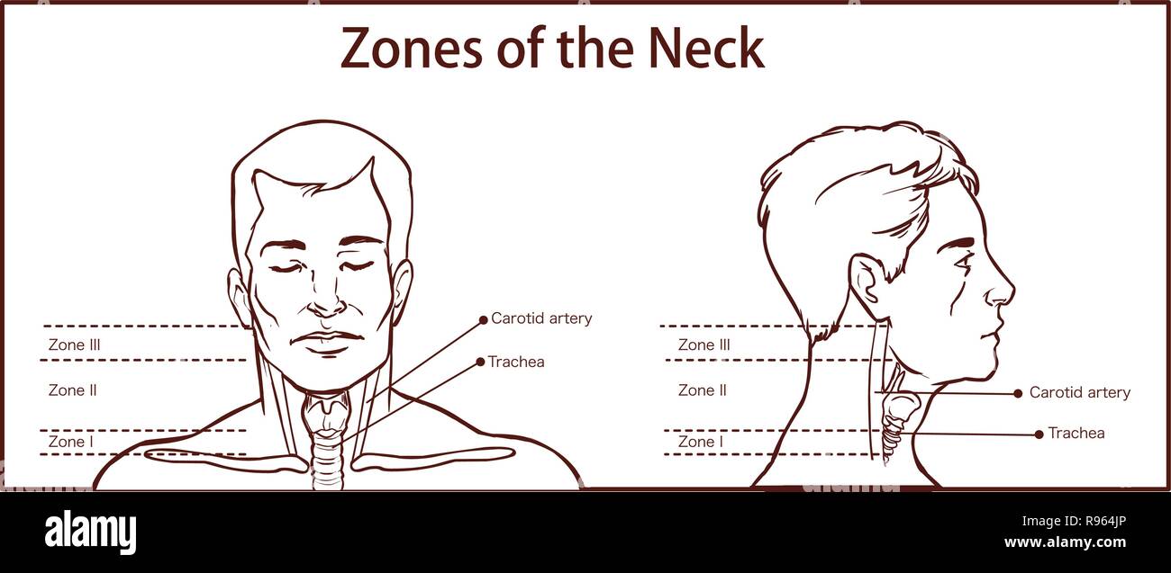 Zones of the Neck Vector İllustration Stock Vector Image & Art - Alamy