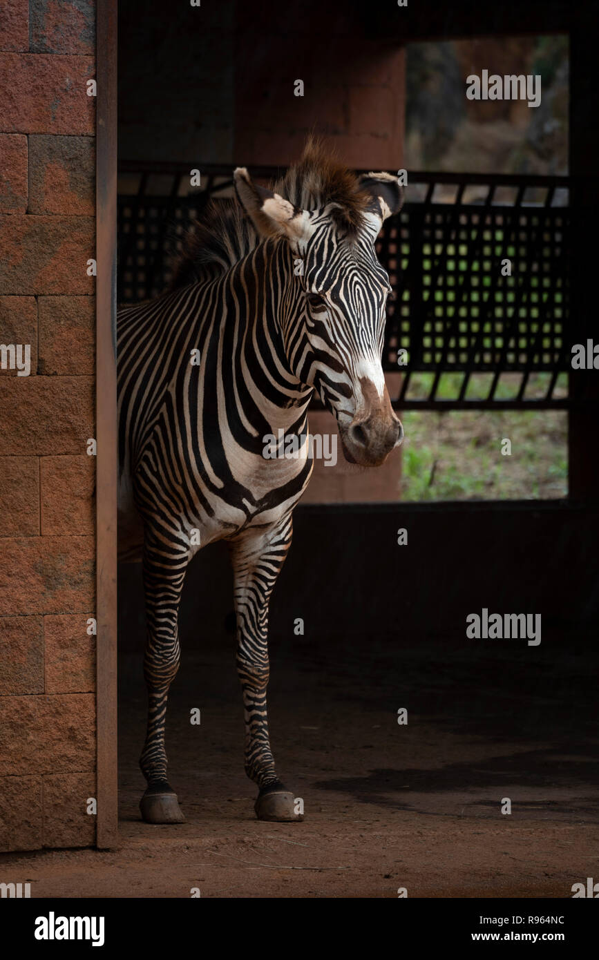 Fauna De Espana High Resolution Stock Photography and Images - Alamy