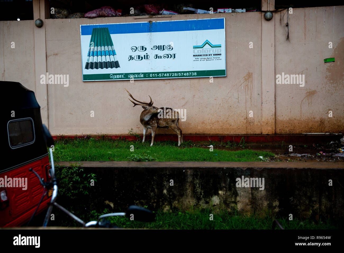 Deer at Trincomalee Bus station Stock Photo - Alamy