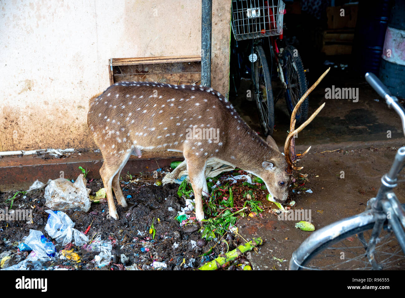 Deer at Trincomalee Bus station Stock Photo - Alamy