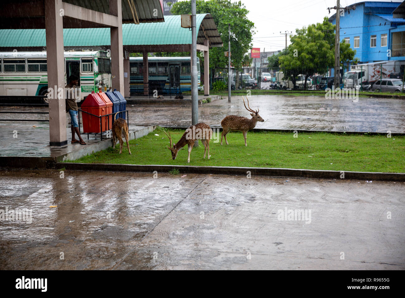 Deer at Trincomalee Bus station Stock Photo - Alamy