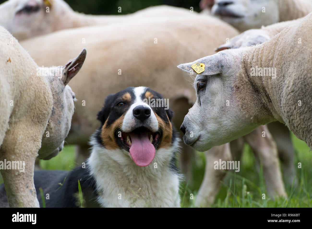 Dog sniff sheep hi-res stock photography and images - Alamy