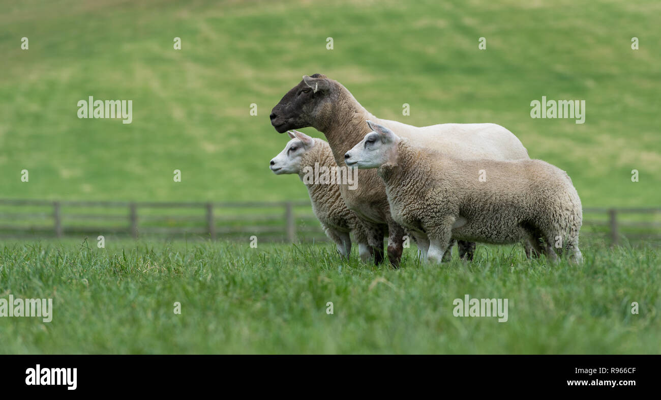 Flock of sheep withbeltex sired lambs at foot, North Yorkshire, UK ...