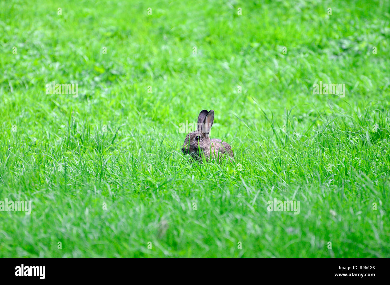Adult rabbit (Oryctolagus cunniculuc) in long grass; Kent, UK Stock ...