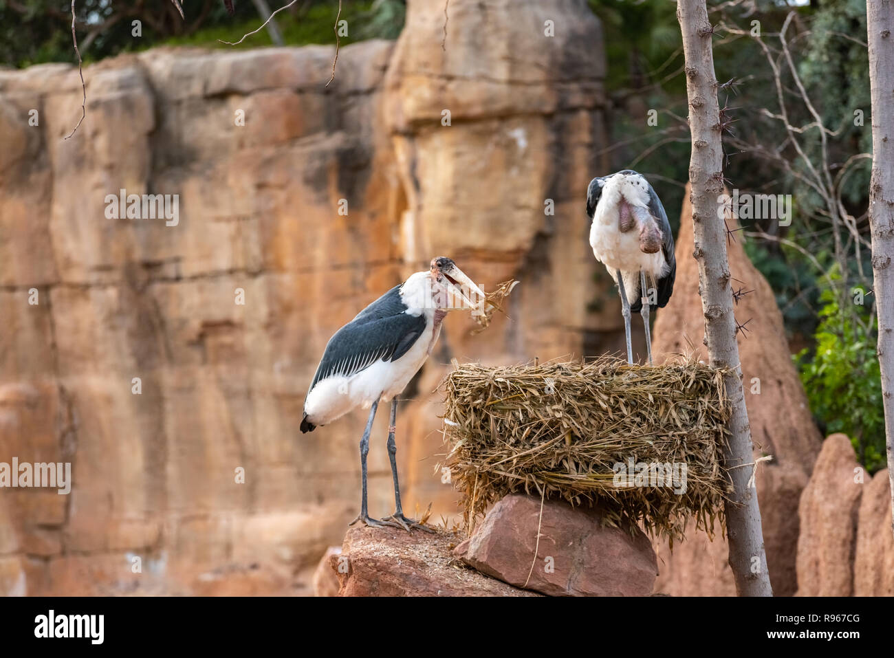 Pair of African Marabou, Leptoptilos crumeniferus, arranging its nest ...