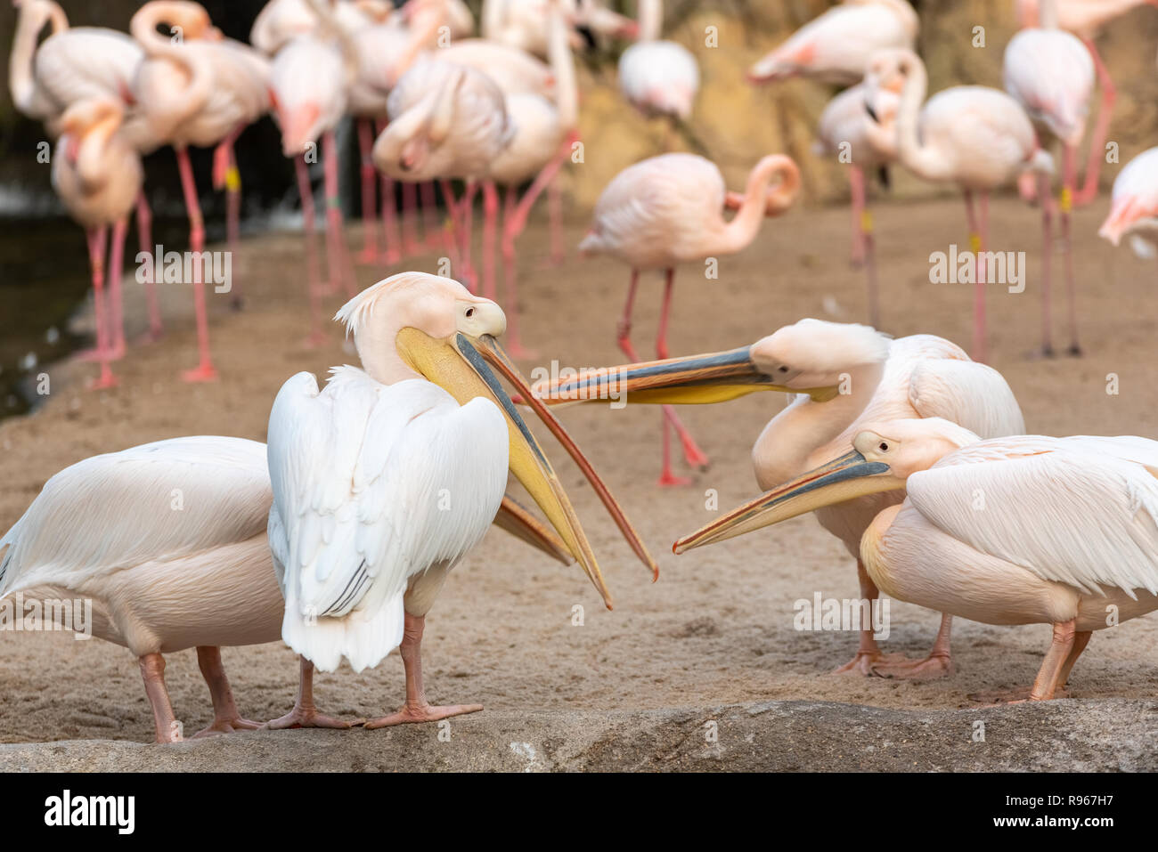 Group of common pelicans, Pelecanus onocrotalus, arguing among ...